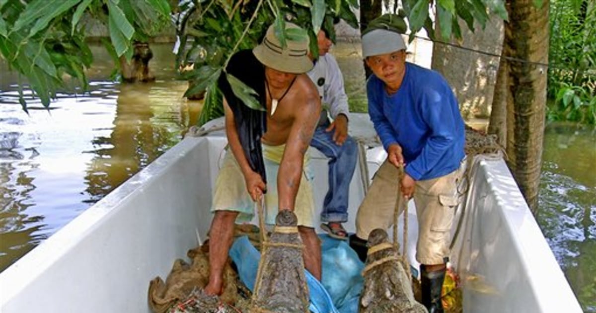4,000 crocodiles moved due to floods