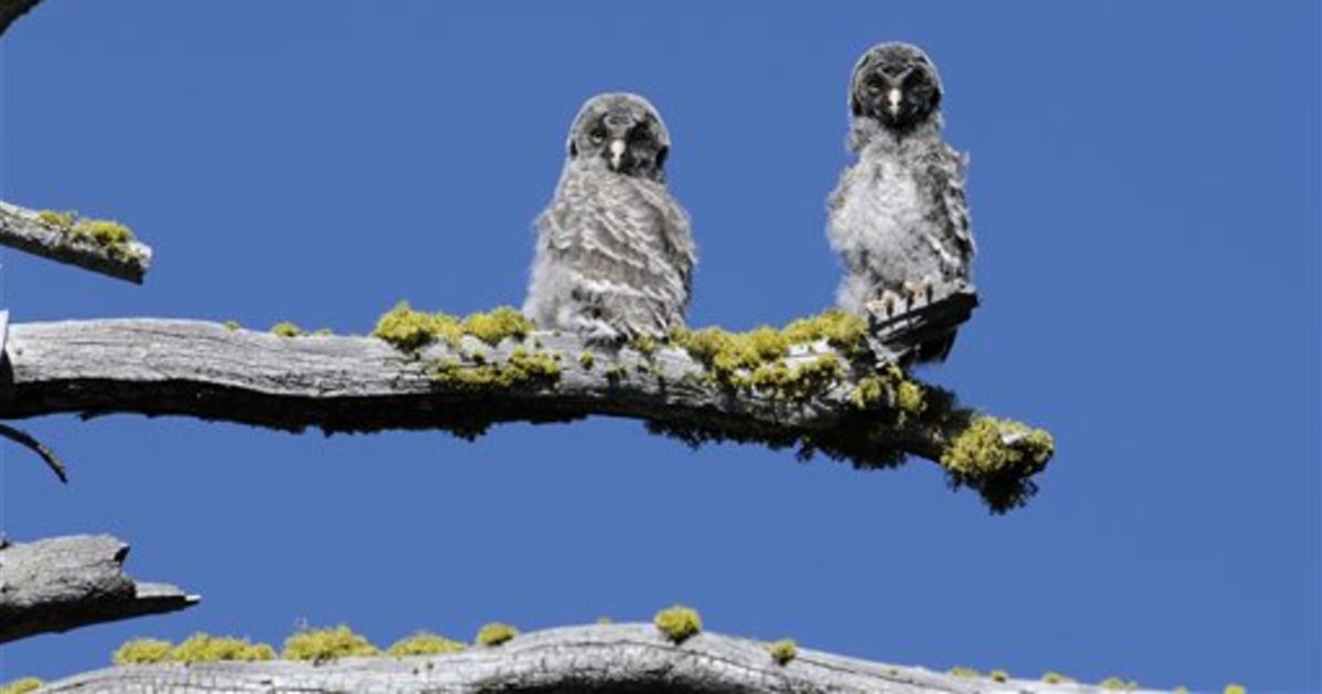 Voice software helps study of rare Yosemite owls
