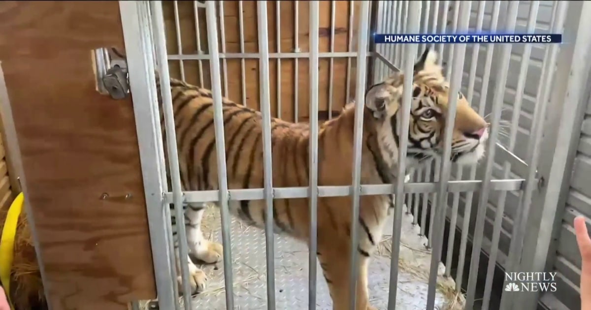 Missing tiger in Texas found