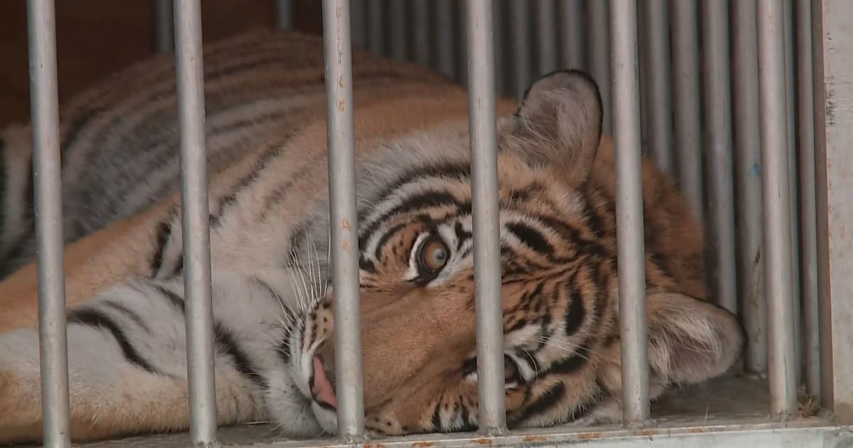 Tiger transported to ranch after found wandering Houston, Texas ...