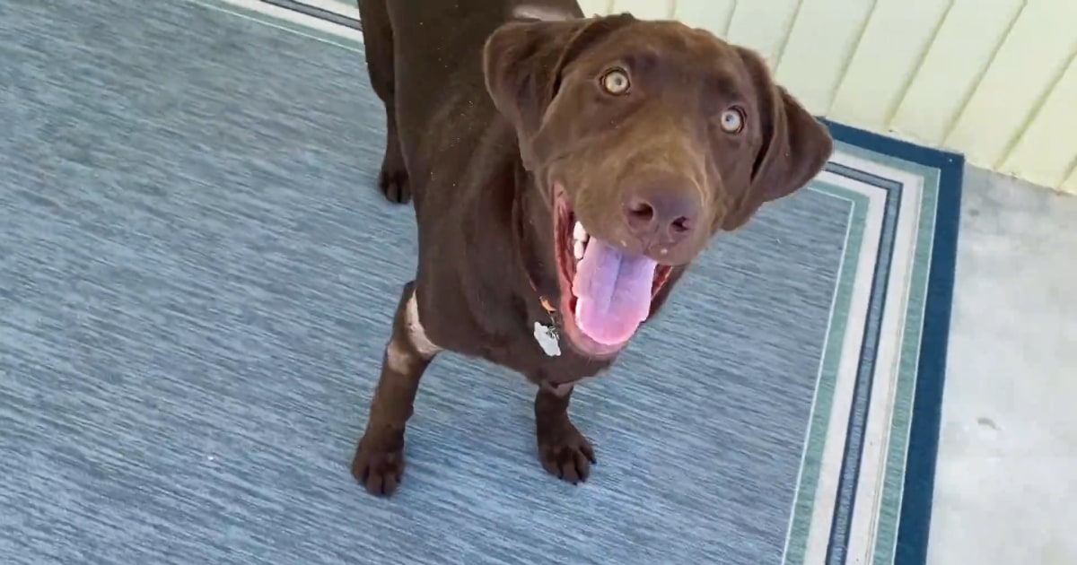 Florida man fights off alligator to save his dog