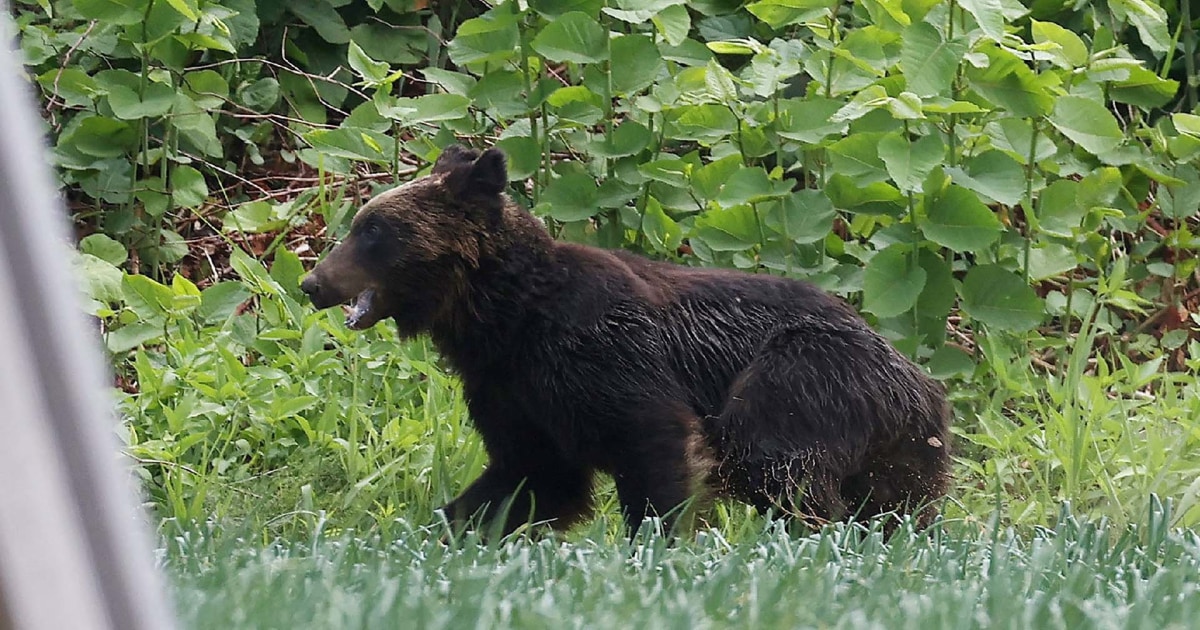 Marauding bear shot dead after attacking four in Japanese city