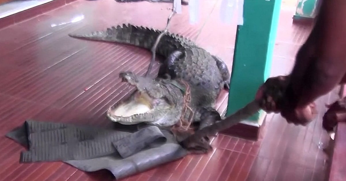 Crocodile twists and turns to evade capture