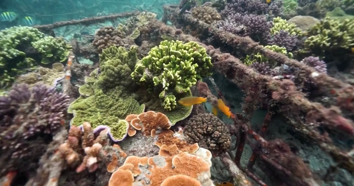 Bali's 'reef stars' get cleaned to promote coral regrowth