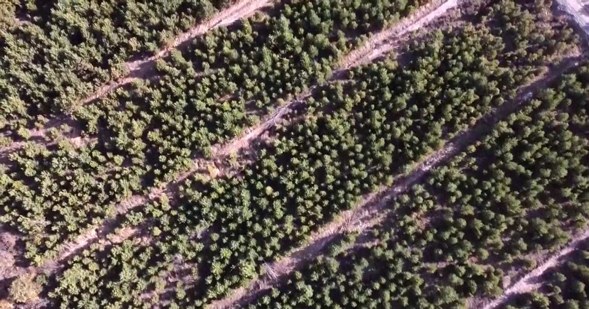 Drone video of China's 'Great Green Wall' to stop desertification and ...