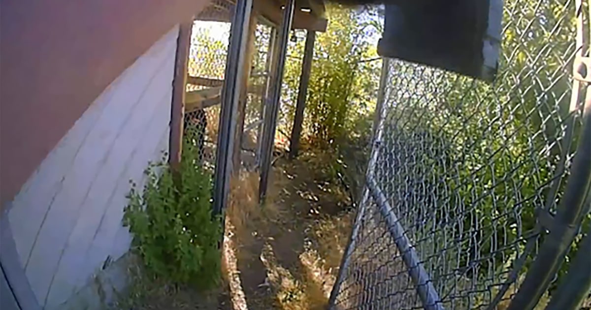 Bodycam shows Oregon police kill pet chimpanzee after attacking owners