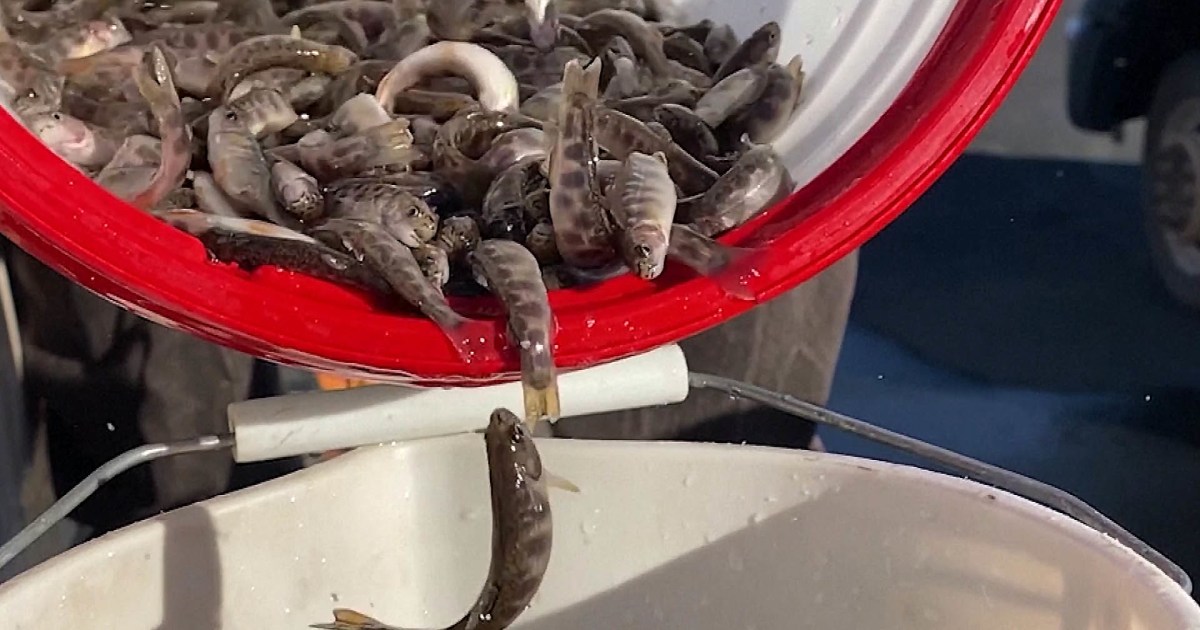 Plane drops thousands of fish into Utah lakes