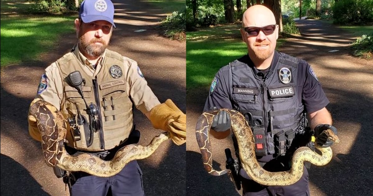 8 pythons captured by Washington state officers