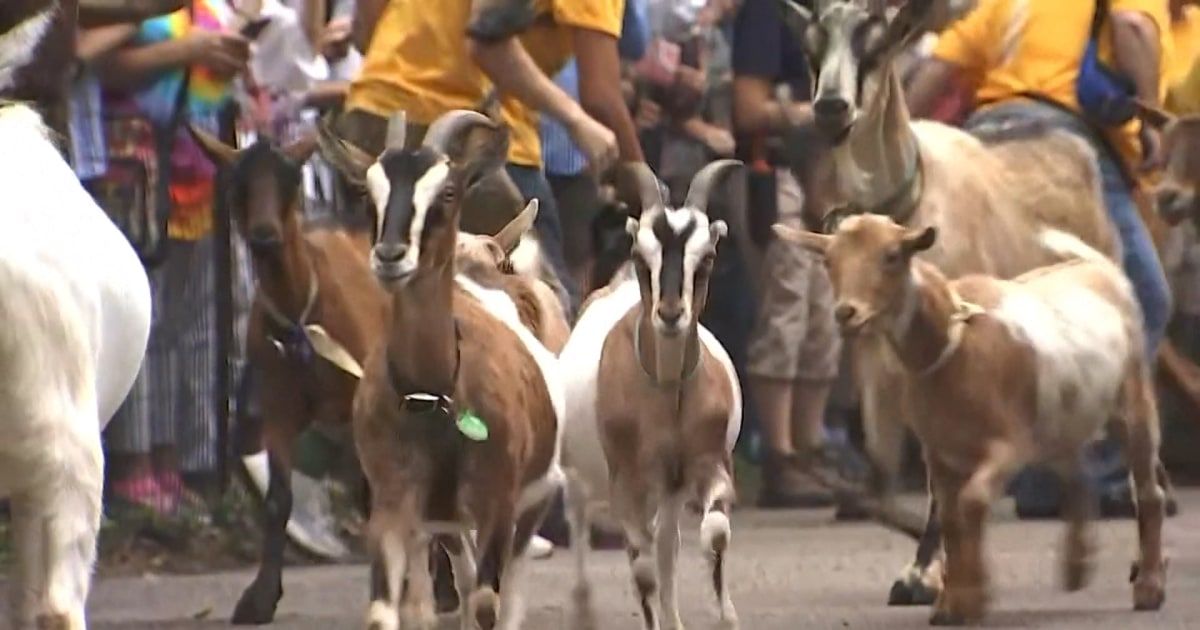 Running of the goats returns to New York City
