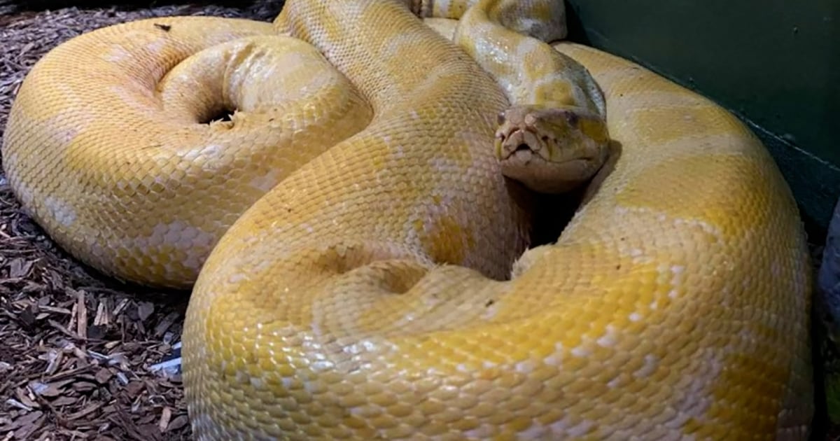 A 12-foot python is on the loose inside a Louisiana mall