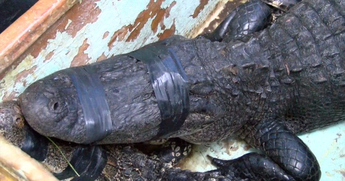 Bicyclist bitten by alligator in Florida park