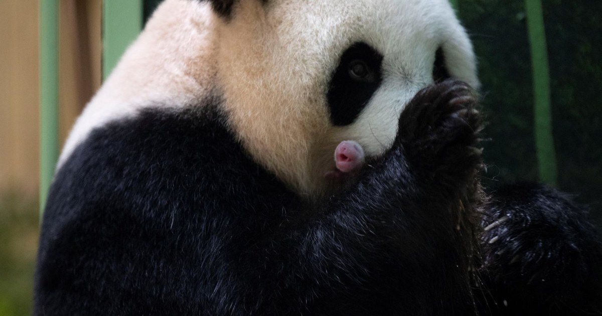 Giant panda gives birth to two cubs at French zoo