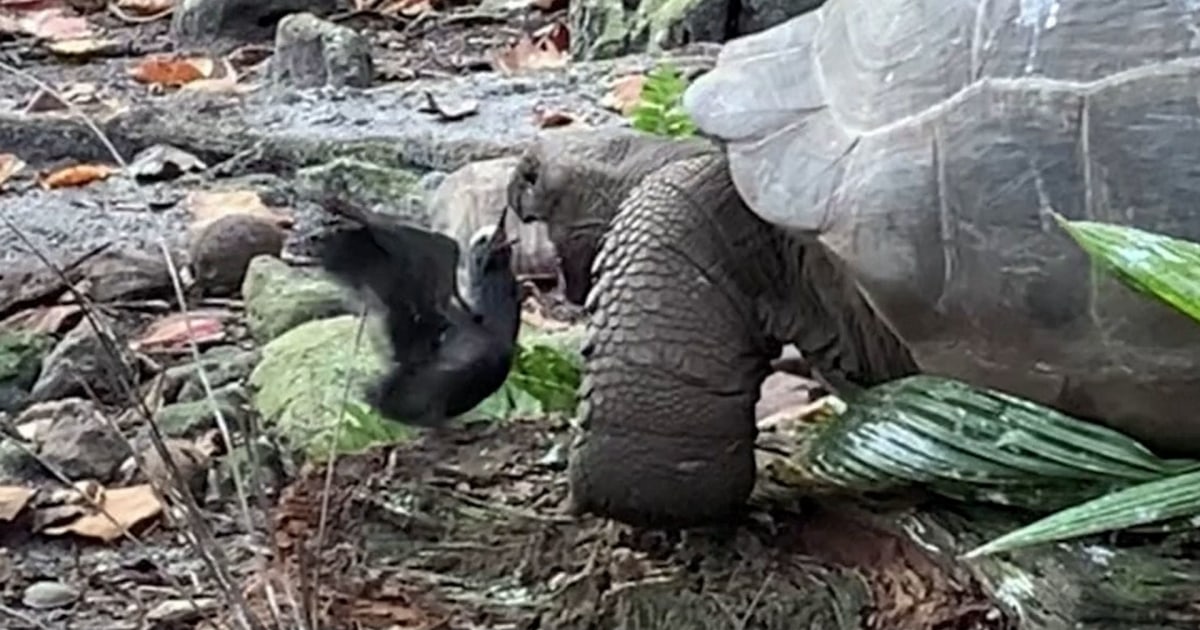 Giant tortoise killing baby bird caught on camera