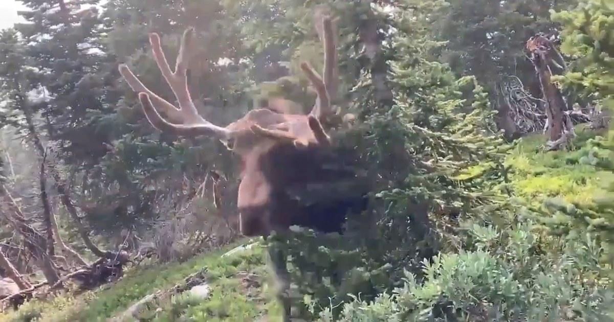 Bull moose charges individual in Colorado
