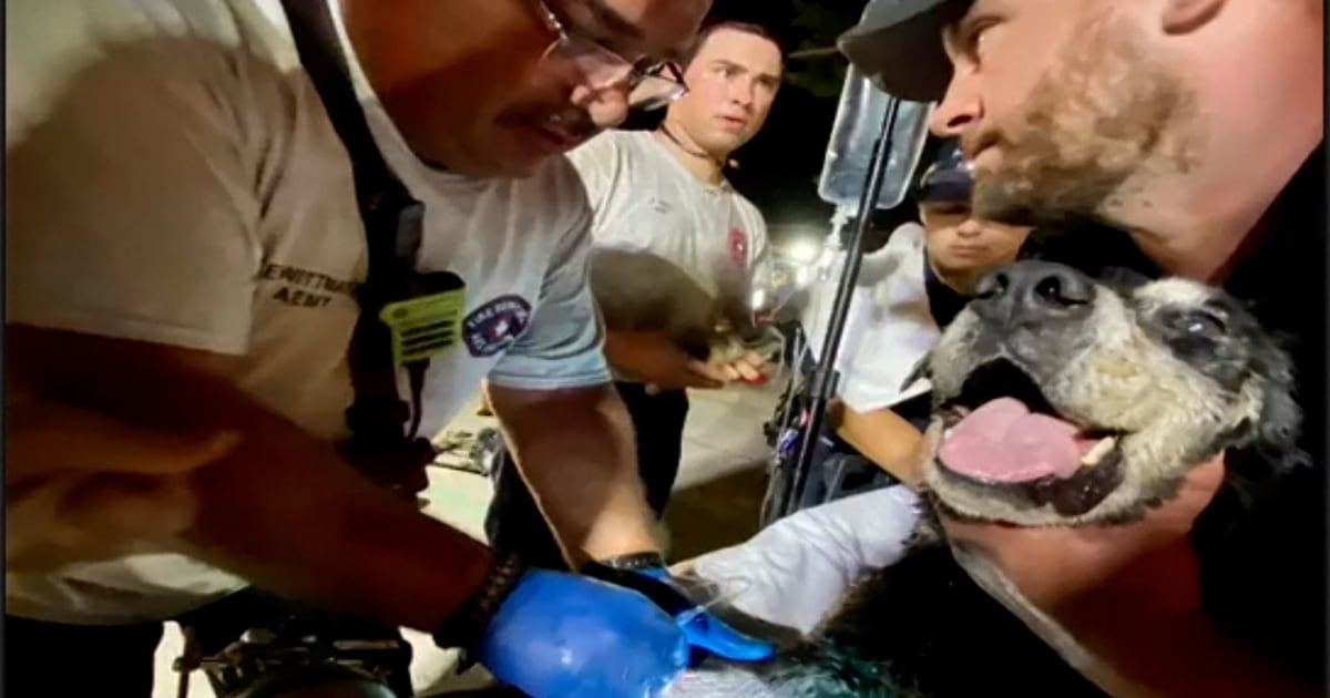 Watch: Texas first responders rescue deaf dog from a storm drain