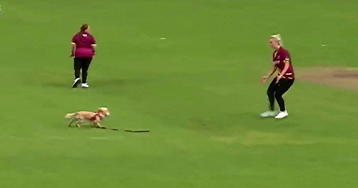Puppy disrupts women's cricket match in Northern Ireland