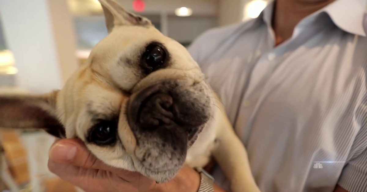 Pandemic pets create veterinarian shortage