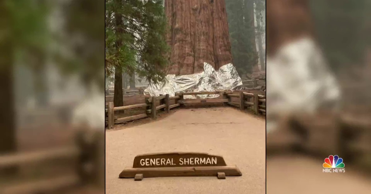 Inside race to save world’s largest tree from wildfire