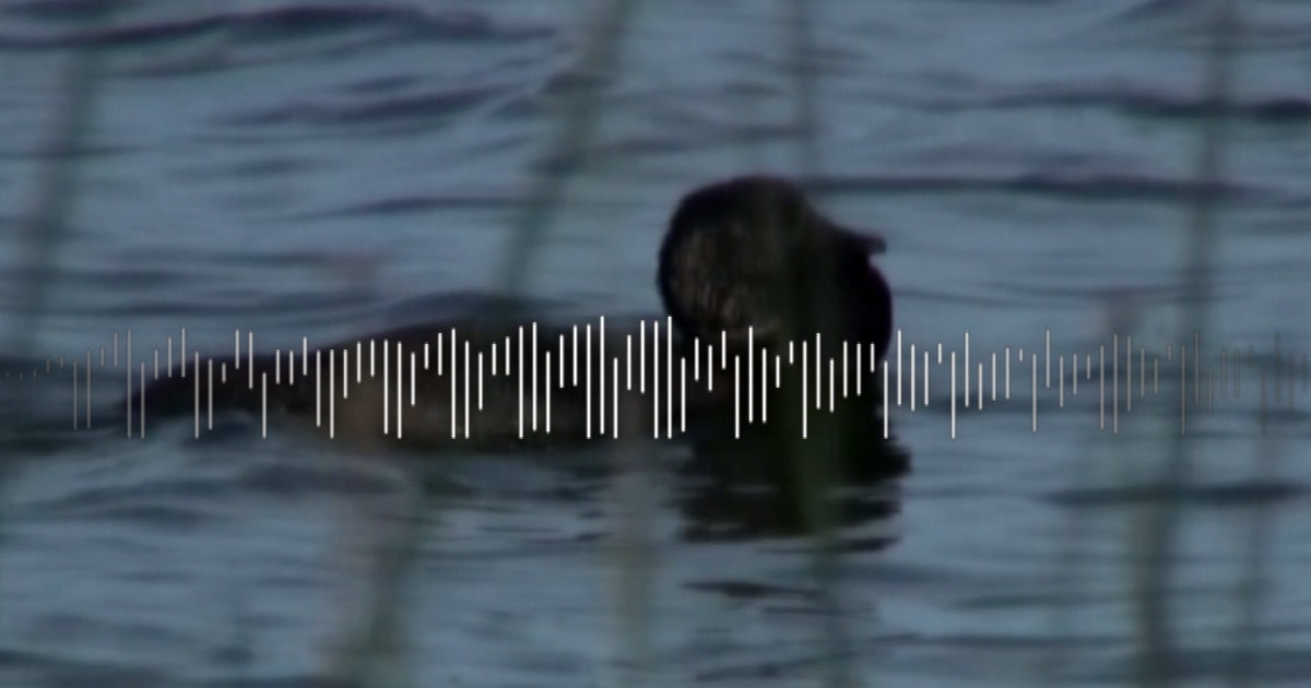 Ripper the duck says 'you bloody fool' in decades-old recording