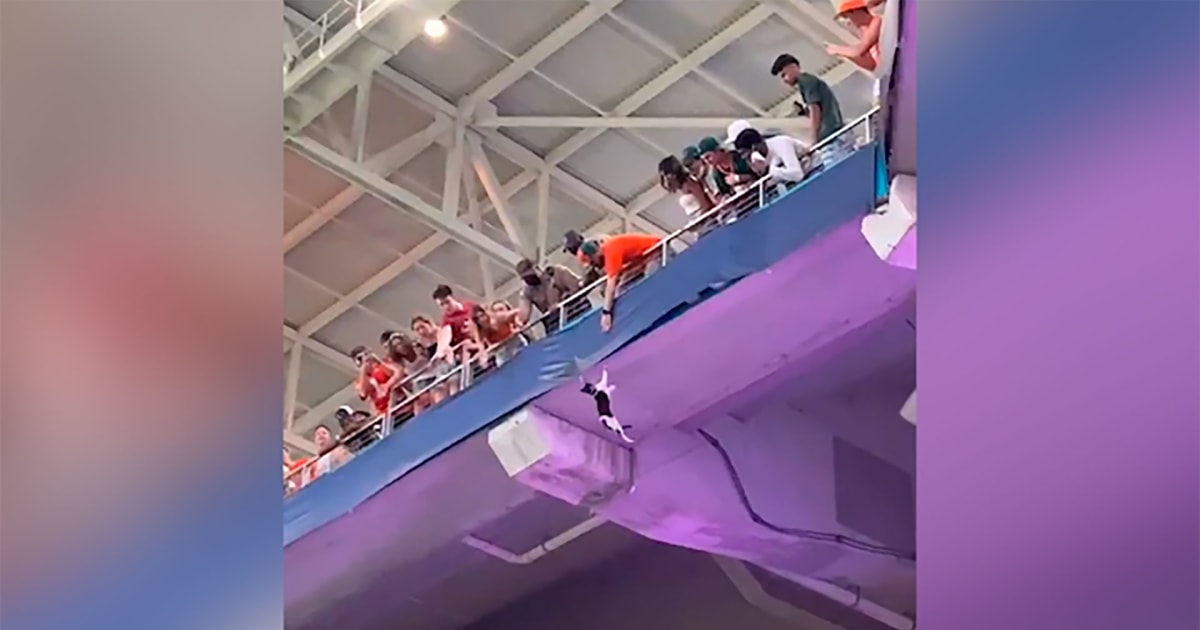 Watch Miami fans use American flag to catch falling cat at Hard Rock ...