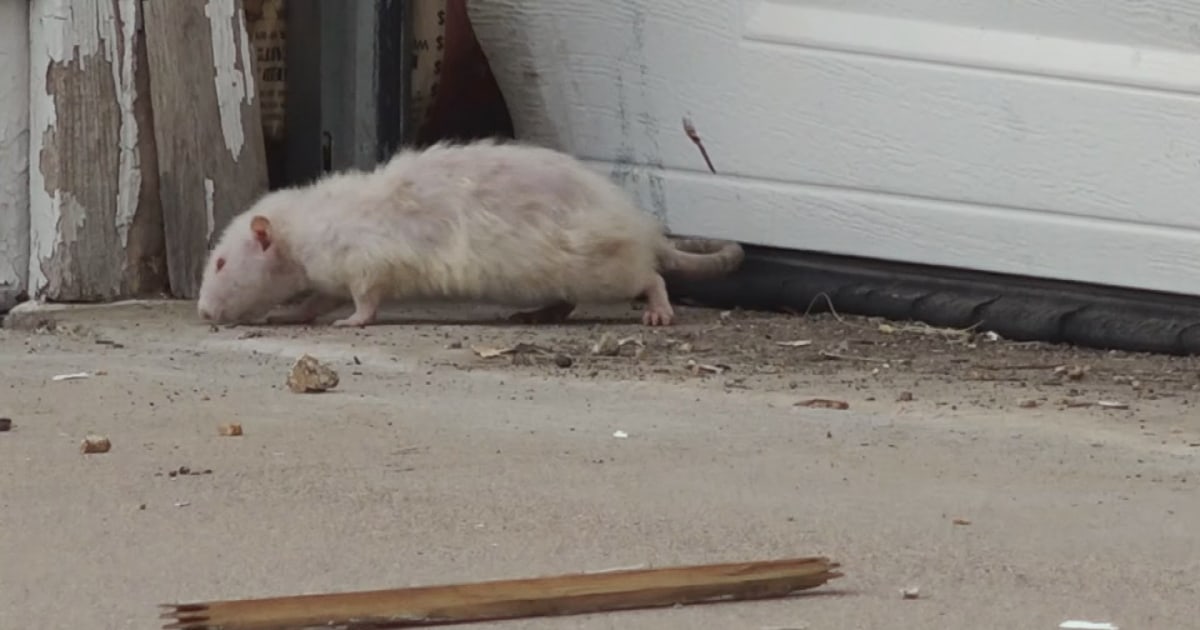 Arizona neighborhood battles rat infestation after hoarder's death