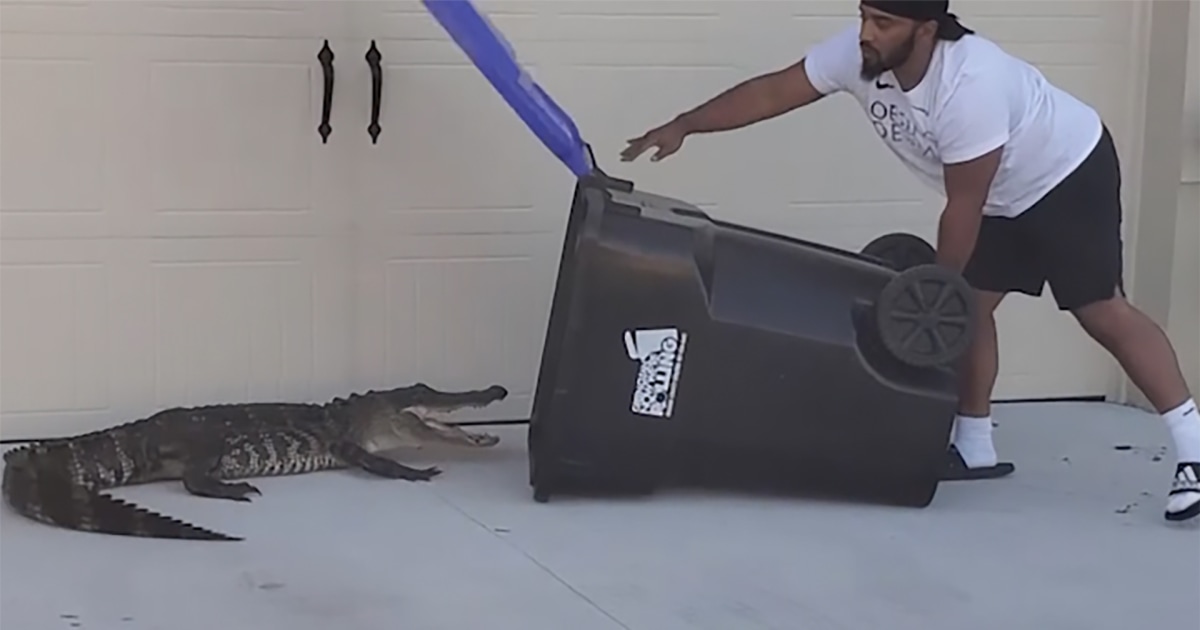 WATCH: Florida man captures alligator in trash bin