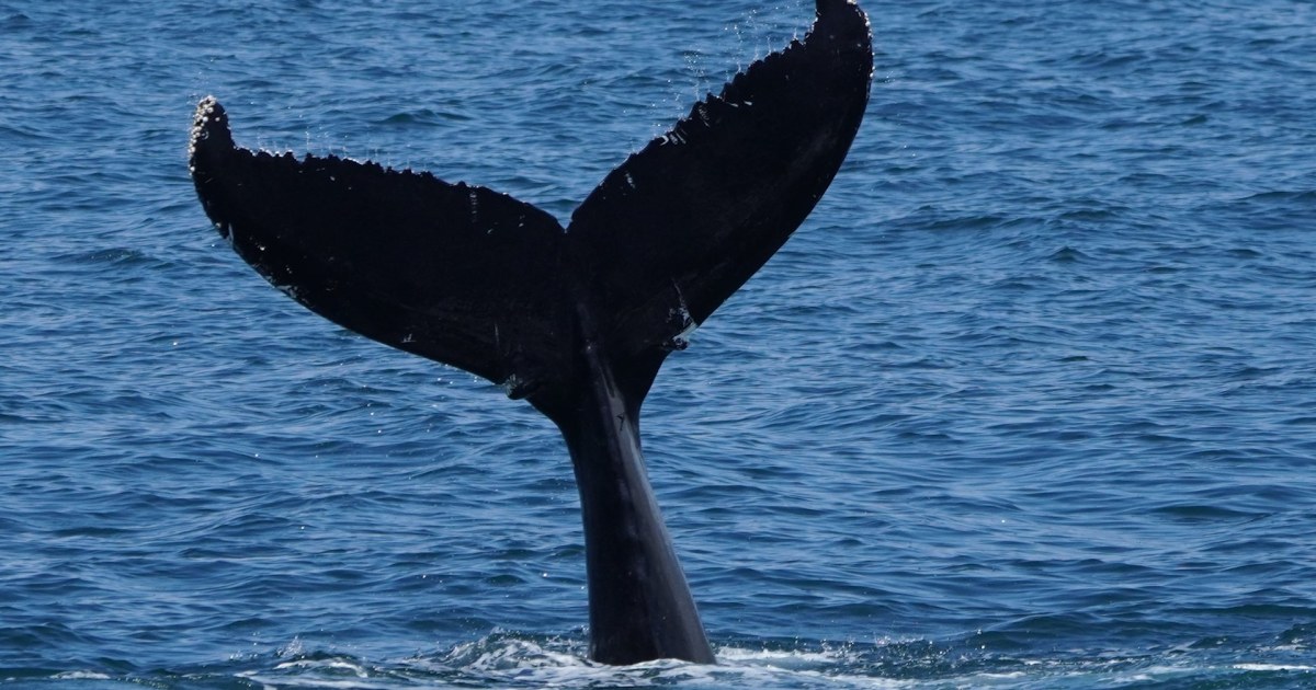 Humpback Whales in New York City’s Harbor (Part 2)