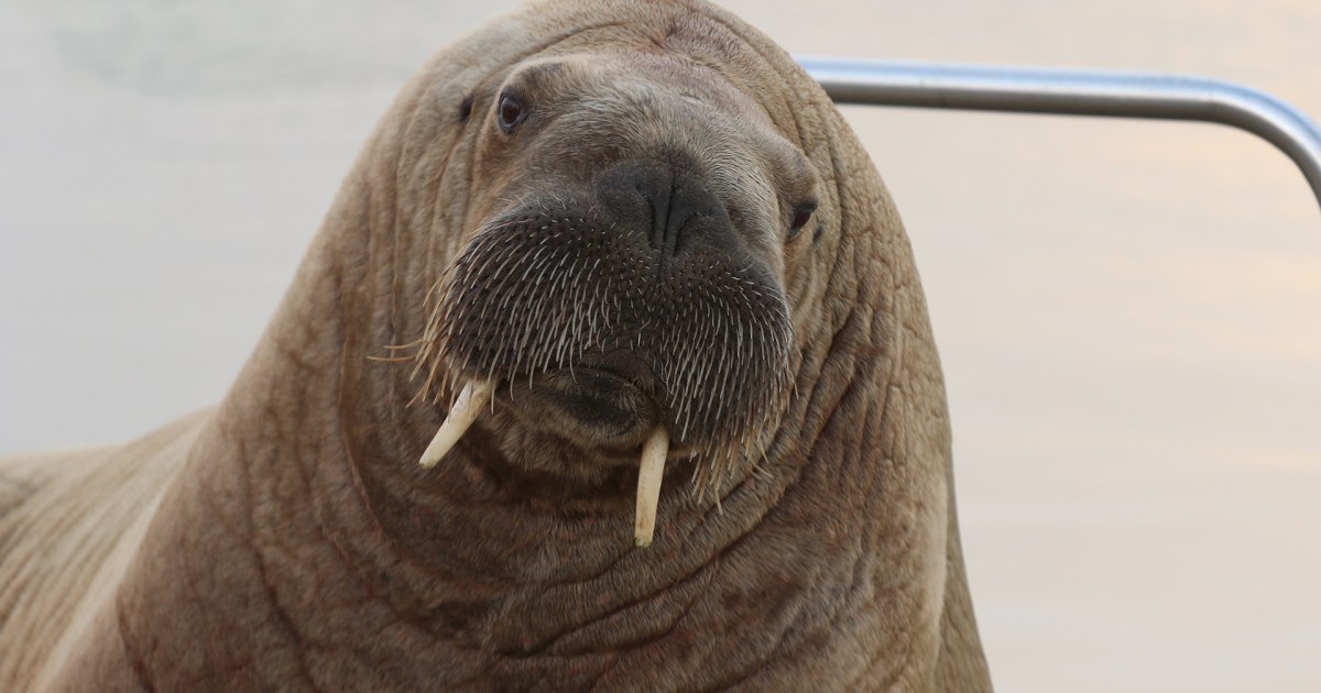 Wally the wandering walrus spotted in Iceland after 500 mile journey