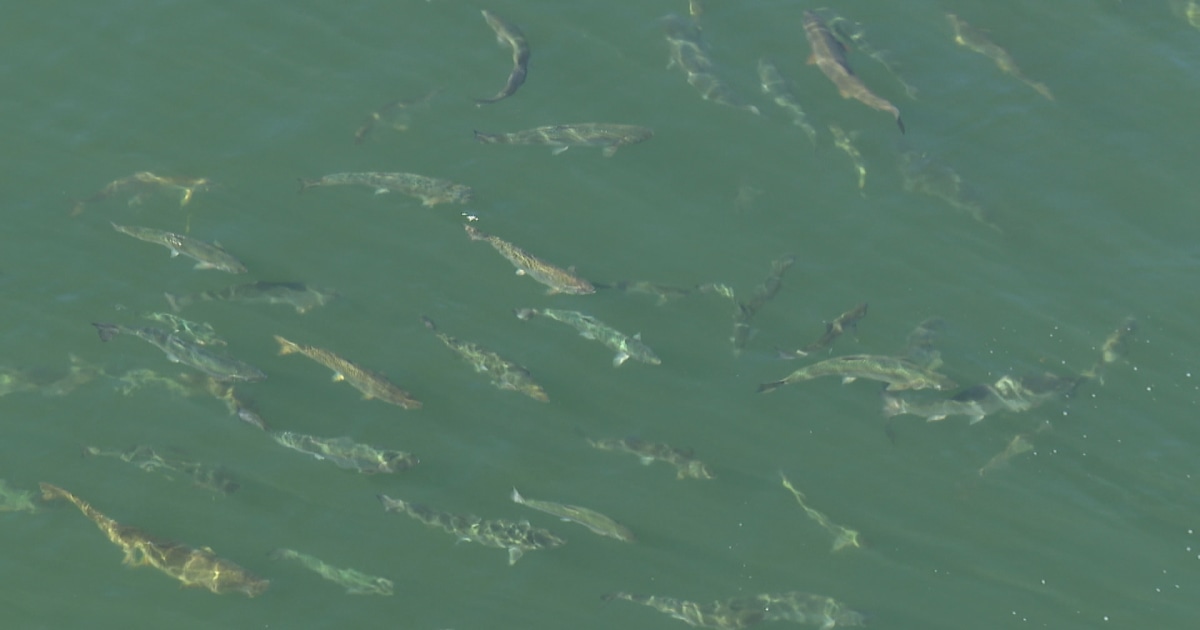 Shrinking salmon, fewer clams: Climate change devastating seafood ...