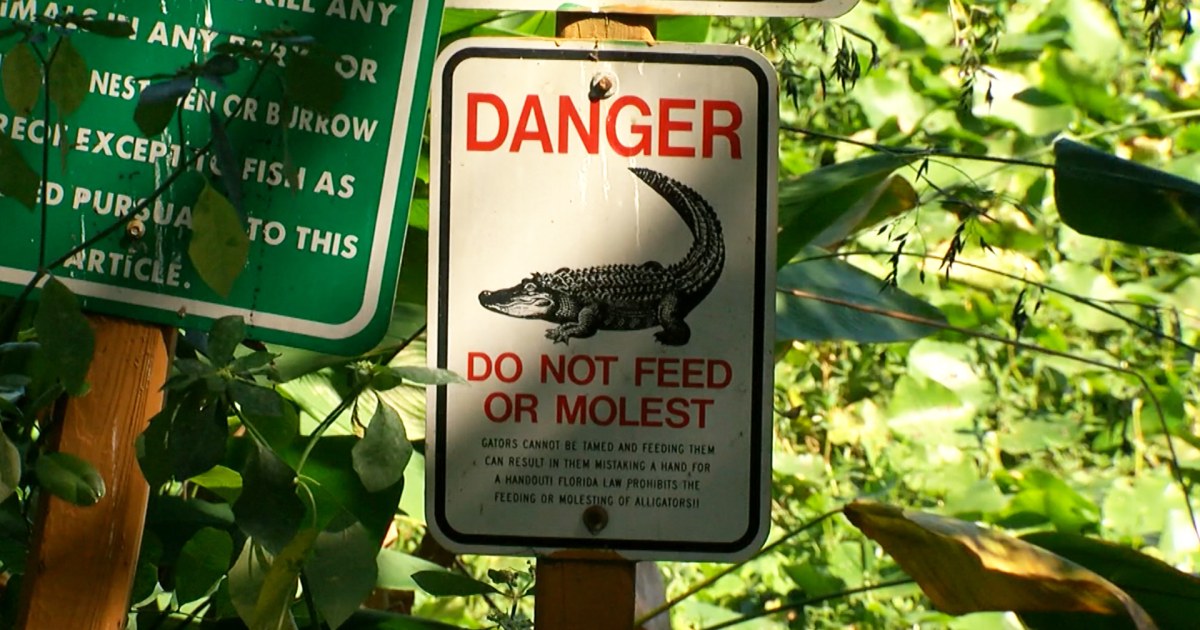 Florida woman hospitalized after alligator attack