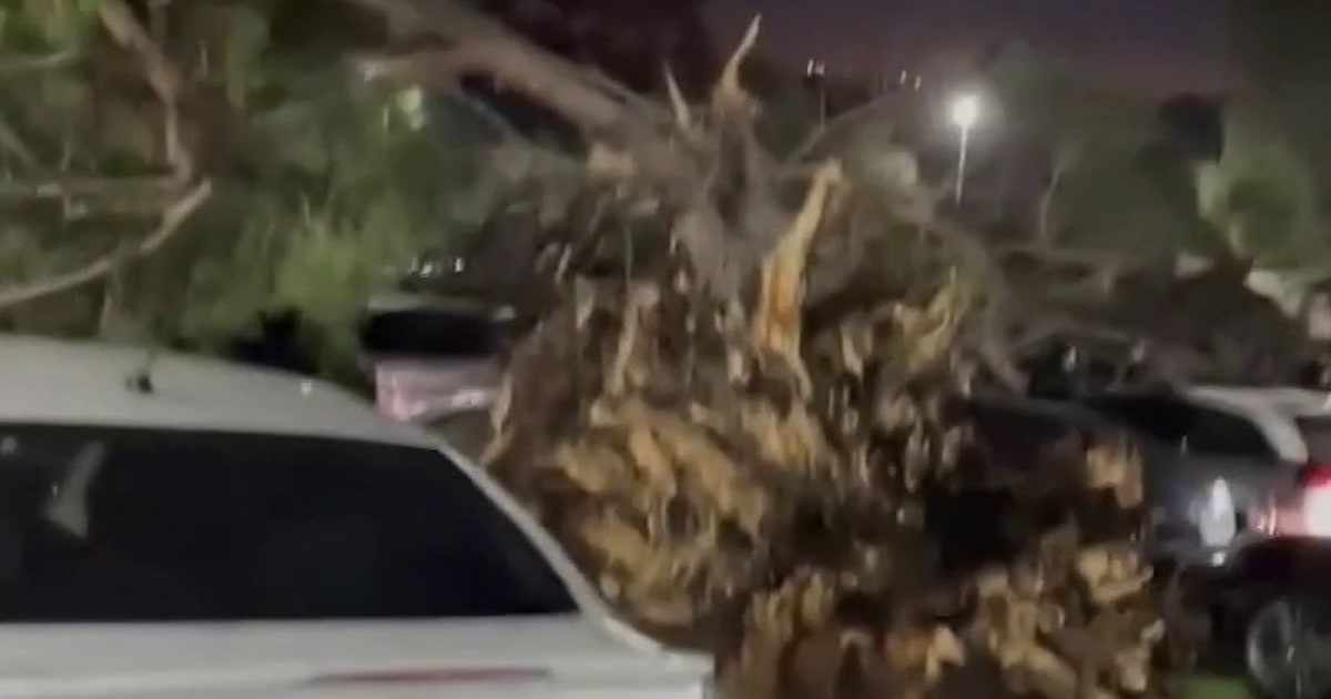 Massive tree crushes dozens of cars after collapsing outside L.A. concert