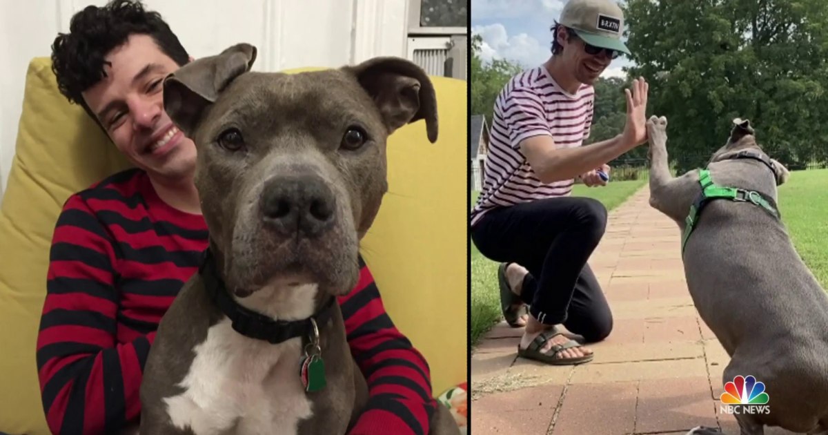 Young boy’s heroic efforts to save dogs