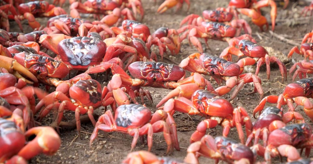 Red crab migration starts on Christmas Island