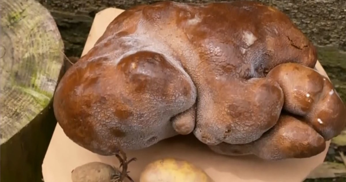 New Zealand couple unearths 17.4 pound potato