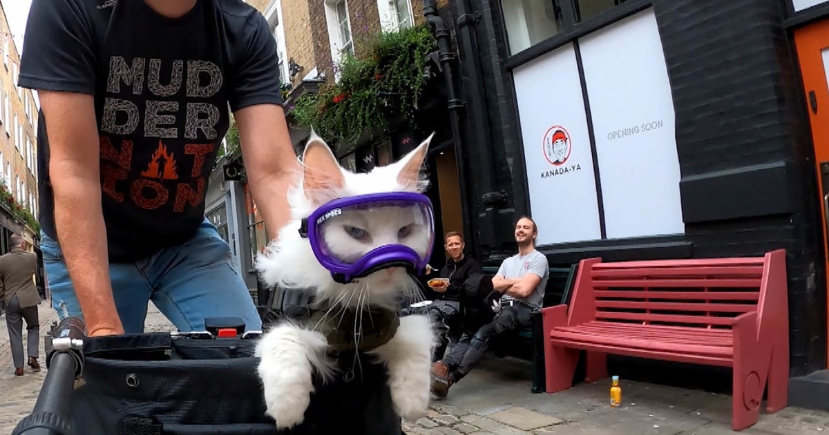 Travis Nelson and Sigrid the cat bring joy to London during Covid