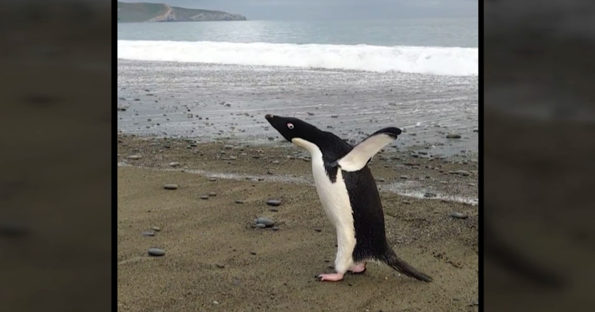 Penguin arrives in New Zealand a long way from home