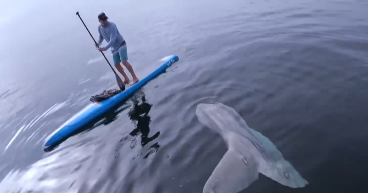 Paddleboarders spot giant ocean sunfish off California coast