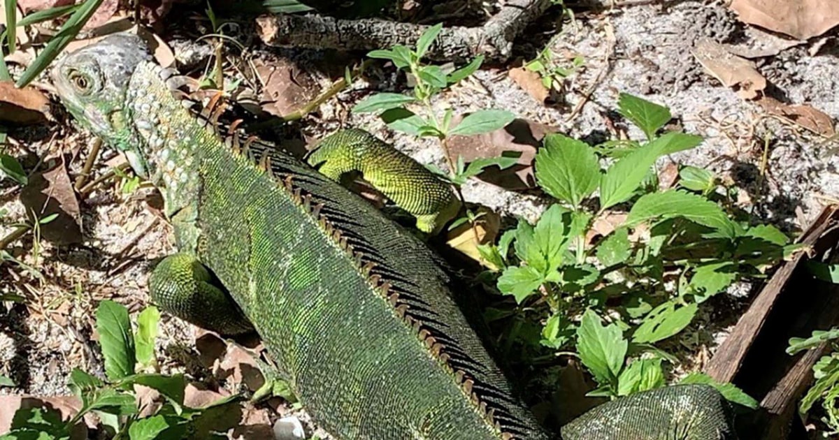 Warning of frozen iguanas falling from trees as temperatures plunge in ...