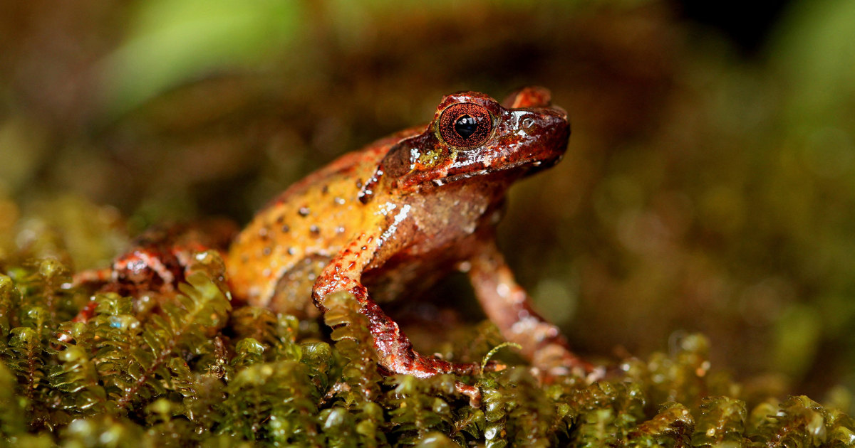 World Wildlife Fund discovers more than 200 new species in Southeast ...