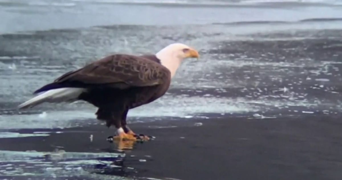 Bald eagles show signs of widespread lead poisoning
