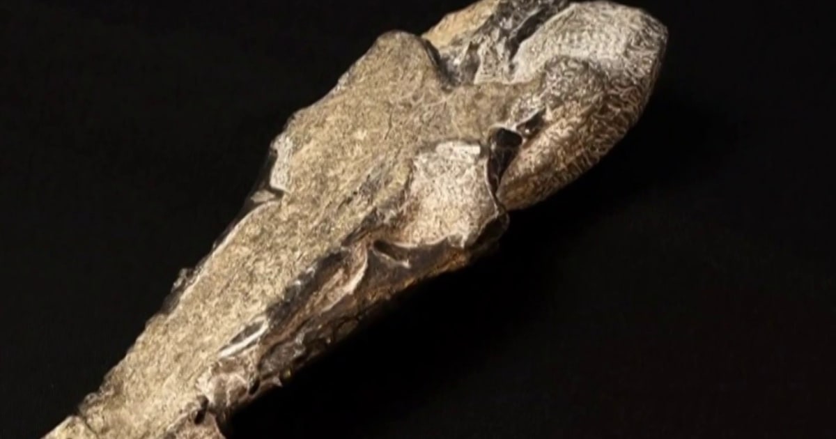 New study reveals scientists' fossil discovery of giant flying reptile
