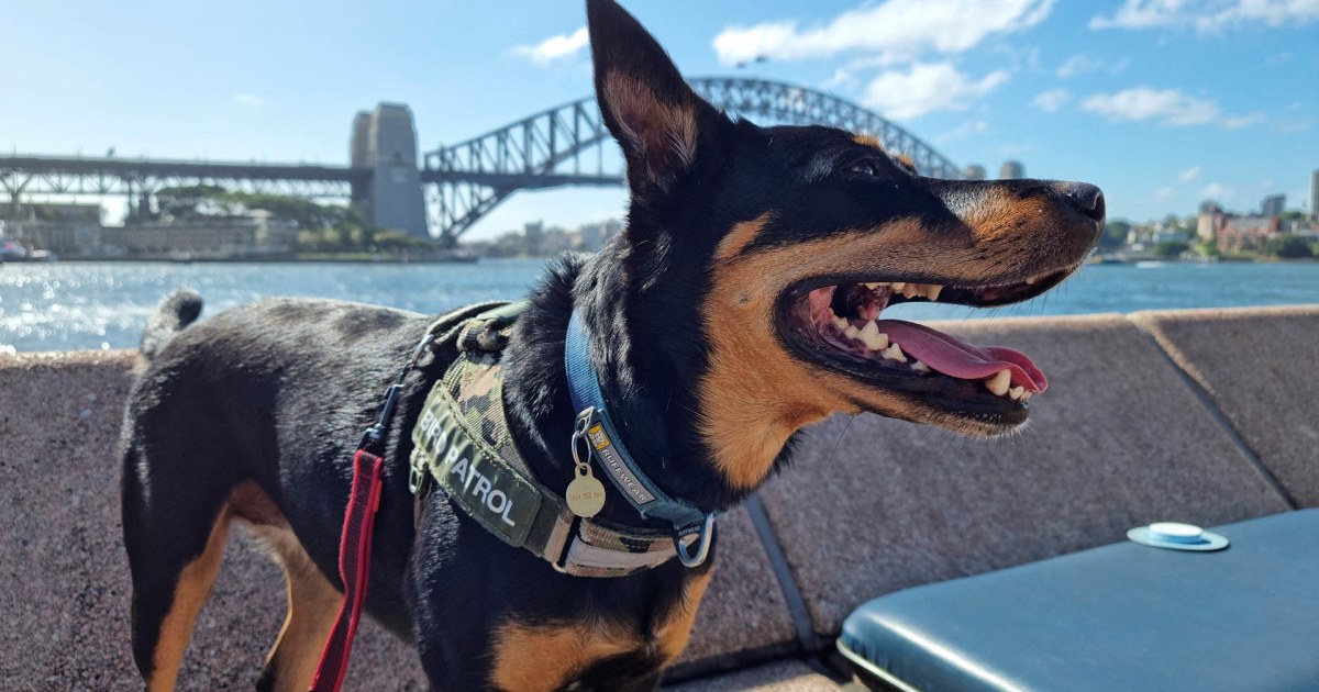 Dogs go on seagull patrol in Sydney, Australia