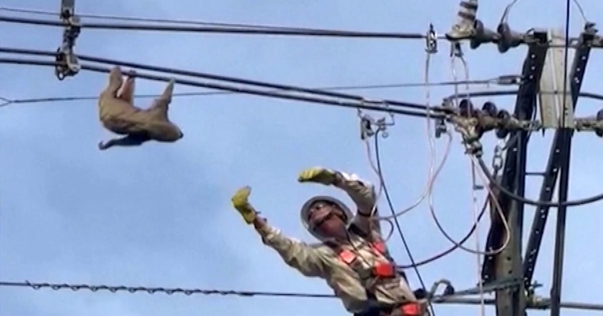 Reluctant sloth rescued from electricity cable in Colombia