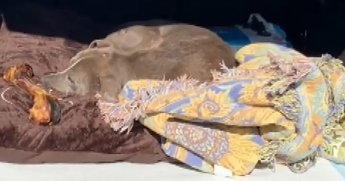 Stray dog in California reunited with family after going missing 12 ...