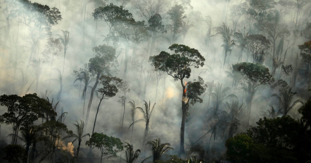 Deforestation in Brazil’s Amazon rainforest reaches record levels