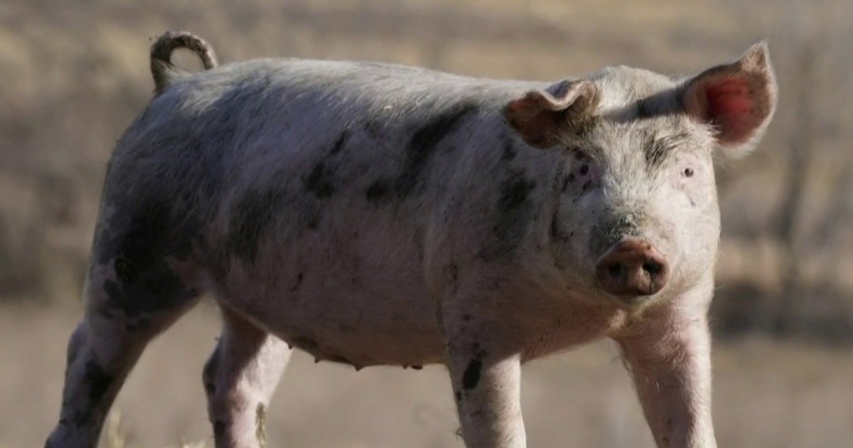 Supreme Court to consider challenge to California law regulating pork farms