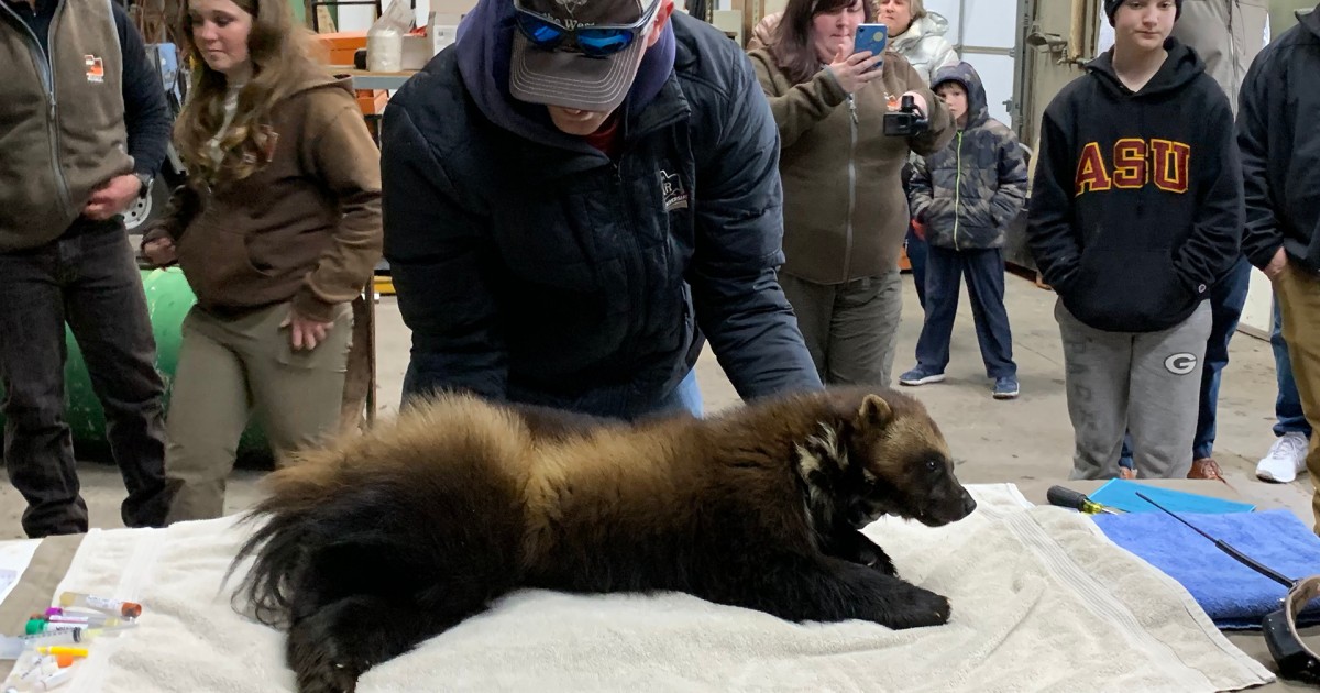 Rare wolverine captured in Utah, suspected of killing sheep