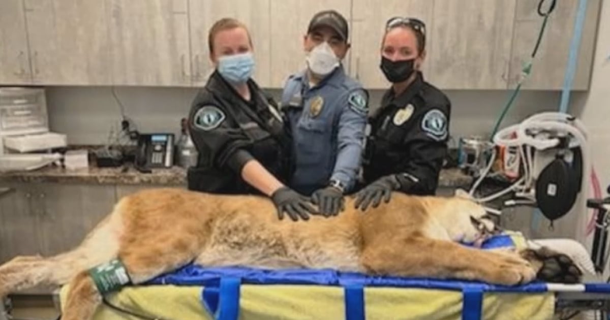 Animal control officers capture mountain lion inside California office ...