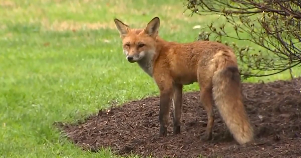 Animal control captures fox after biting multiple people on Capitol Hill