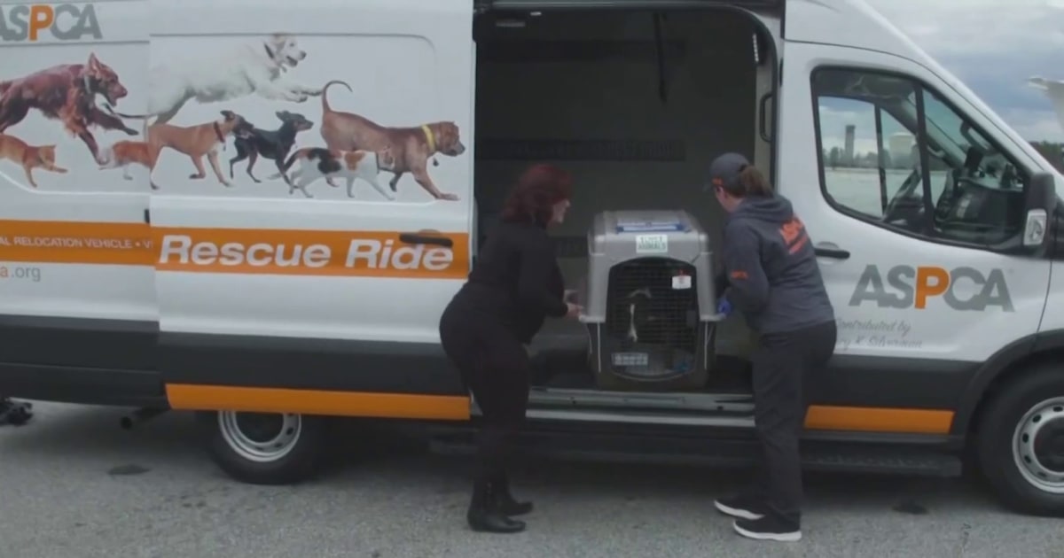 ASPCA dog airlift program proves successful with 200,000 animals relocated